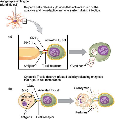 The Ever Expanding T Cell World A Primer The Scientist Magazine