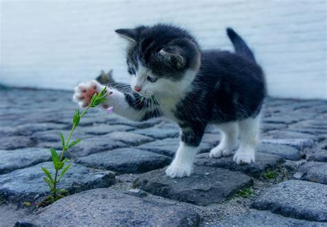 JAGUAR MUX EasyEDA Open Source Hardware Lab