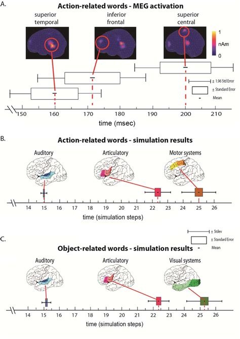 Comparison Of Real And Simulated Brain Activations Elicited By Specific Download Scientific