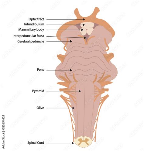 Brainstem Illustration With The Structures Names Ventral View Of