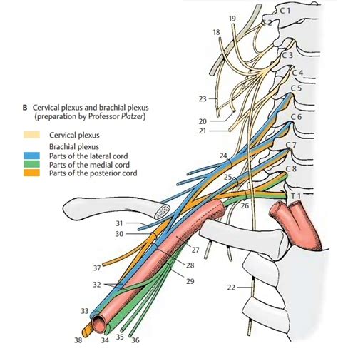Nerve Plexusus Peripheral Nerves