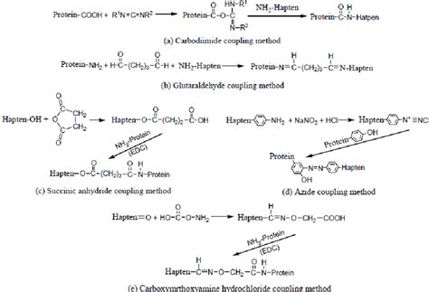 General Principles Of Coupling Of Hapten To Carrier Protein Tong Et