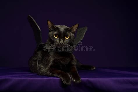 Black Cat With Bat Wings Stock Image Image Of Space 334079039