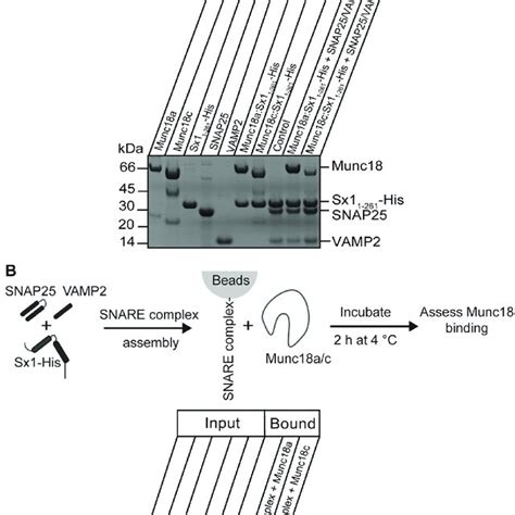 Non Cognate Munc18 Interactions With Snare Complexes A Cognate And