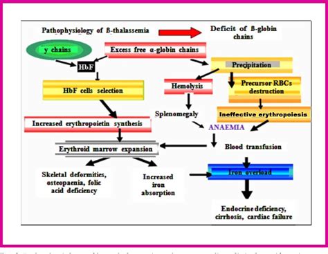 Figure 1 From Relationship Between Iron And Erythropoiesis Semantic