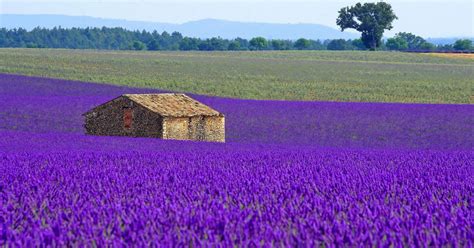 Lavender Fields France Wallpapers Wallpaper Cave