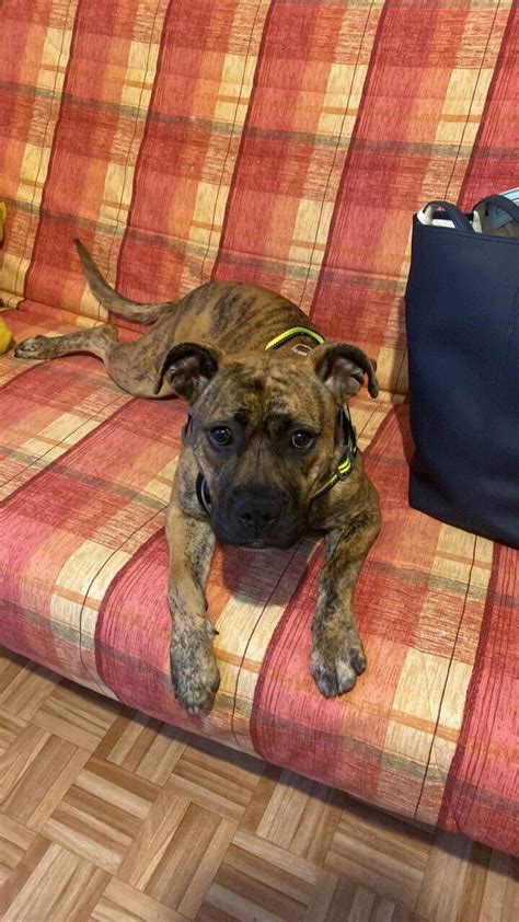 Prise En Charge De Rène Le 16 10 2022 à Bourges Urgence Maltraitance