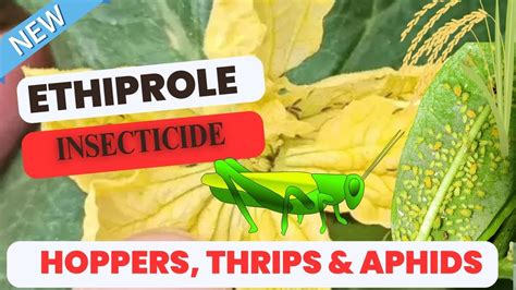 Ethiprole Insecticide Comprehensive Guide To Uses Action And