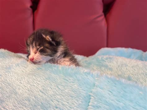 코리안숏헤어 건강이 프렌치불독크기 빠삐용크기 파피용크기 사모예드크기 스피츠크기 시바견크기 시베리안허스키크기 시츄크기 요크셔테리어크기 웰시코기크기 이탈리아그레이하운드크기