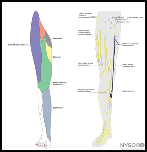 Femoral Nerve Block NYSORA The New York Babe Of Regional Anesthesia