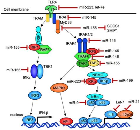 Negative Regulation Of Tlr Signaling By Mirna Mir 146 Negatively Download Scientific Diagram