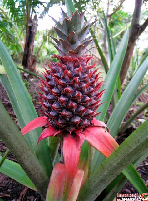 21 عکس میوه ها ایرانی با رنگها و طعمهای بی نظیر