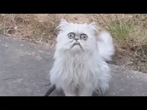 Weird Looking Cat Wilfred Goes Viral With Michael Rapaport Voiceover
