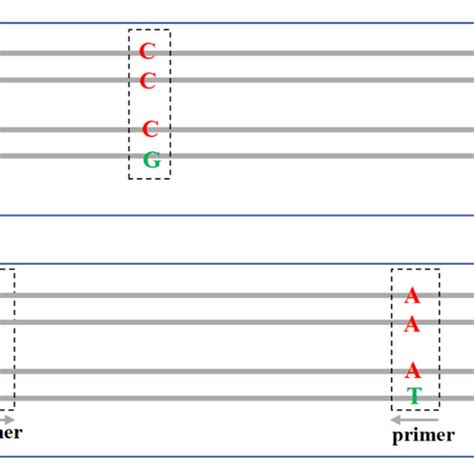 Primer Design For Pcr Validation A Sd Sex Linked Marker The Download Scientific Diagram