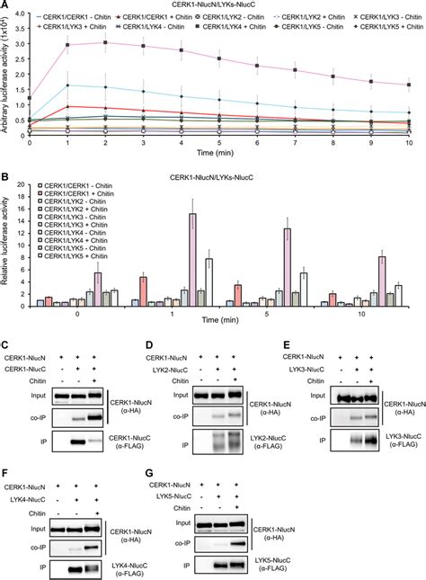 Nluc‐based Slc Assay Reveals Different Heterodimerization Patterns