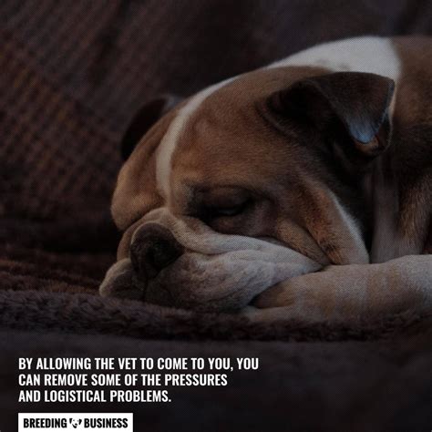 Dog Euthanasia Procedures Cost Preperations Grief And Faq