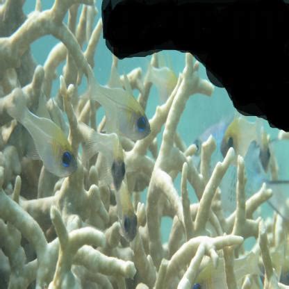 Coral Reef Health Identifier Object Detection Dataset And Pre Trained Model By CAPSTONE
