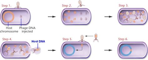 My Bedside Manner Journey Of A Future MD PhD The Kinky World Of Bacterial Sex And Why We