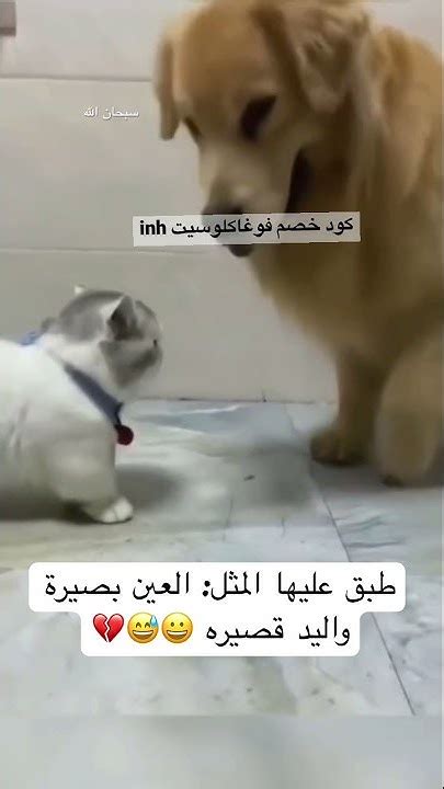 نوع قط هجين بيدين قصيره 🧐سبحان الله Youtube