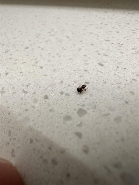 Bud Bug Flee Or Something Else R Bugidentification