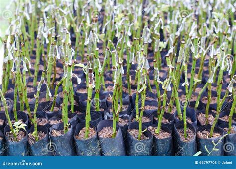 Grafted Rose Branch Stock Image Image Of Botany Agriculture 65797703