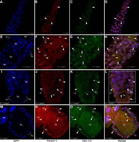 Colocalization Of Hex 110 And Pyronin Y A Rna Specific Stain In The