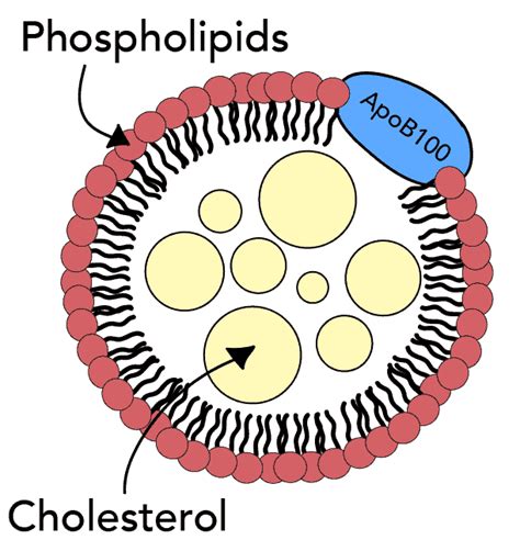Apolipoprotein B Apob And Risk Of Heart Disease