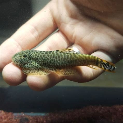 힐링아쿠아 희귀 관상어 전문 쇼핑몰