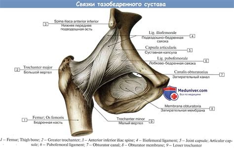Анатомия Тазобедренный сустав