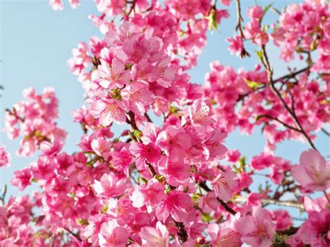 Terpopuler 40 Gambar Bunga Sakura Cantik Simple Dan Minimalis Gambar Bunga