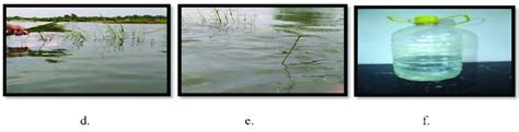 Macrophyte Plants D Submerged E Emerged And F Surface Water Sample Download Scientific