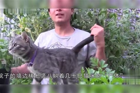 男子在家门口种植猫薄荷驱蚊一觉醒来这一幕吓得他直接报警 薄荷 种植 报警