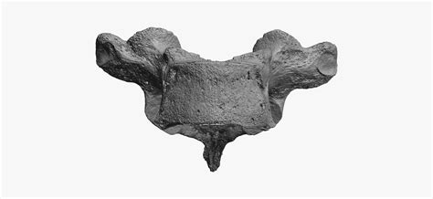3d Thoracic Vertebrae Th1 Th12 Turbosquid 1546390