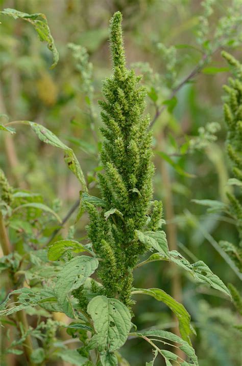 Amaranthus Hybridus Ssp Hybridus Smooth Amaranth Fsus