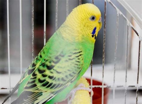 Как загнать попугая в клетку если он не приучен к руками