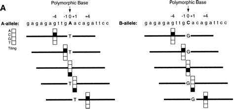 Genome Wide Detection Of Allelic Imbalance Using Human Snps And High Density Dna Arrays