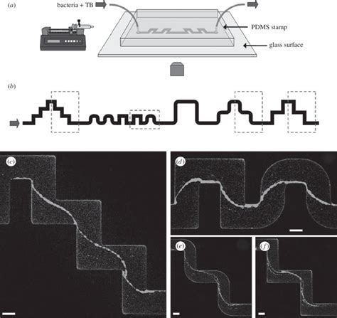 A Schematic Of The Microfluidic Set Up B Layout Of A Portion Of