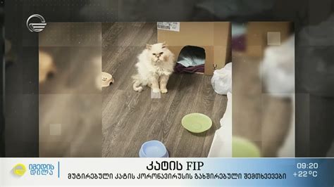 კატის მუტირებული კორონავირუსის გახშირებული შემთხვევები Youtube