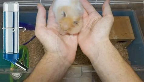 Сирийский хомяк уход и содержание Как ухаживать за сирийским хомяком Смотреть онлайн в