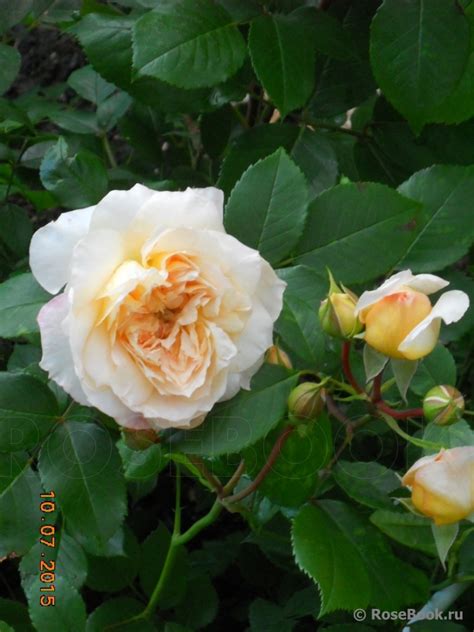 Галерея Marc Antoine Charpentier Masmacha Энциклопедия роз