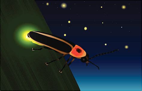 Bioluminescence Illustrations Royalty Free Vector Graphics And Clip Art Istock