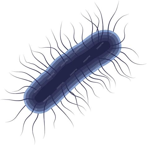 Premium Vector Escherichia Coli Bacteria Or E Coli Illustration