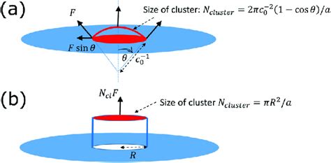 A Schematic Illustration Of The Side Ways Active Protrusive Forces Download Scientific