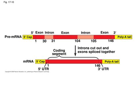 Overview The Flow Of Genetic Information Ppt Download