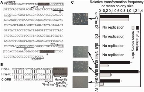 Dissection Of Cis Elements For Replication Initiation At Oric1 A Dna