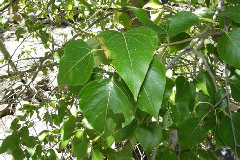 Tree Leaves Identification Cordate