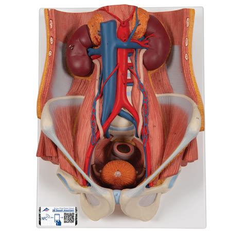 Dual Sex Urinary System Model 6 Part 3b Smart Anatomy Sem Trainers Dual Sex Urinary System Model 6 Part 3b Smart Anatomy Sem Trainers