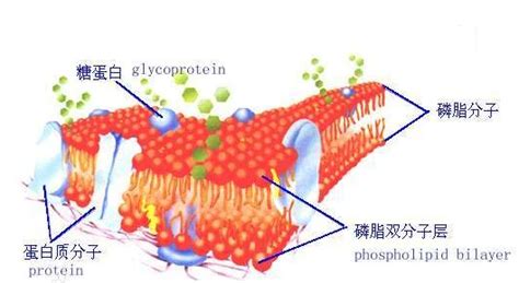 DSPC PEG Biotin 二硬脂酰基磷脂酰胆碱 聚乙二醇 生物素 DSPC Biotin 哔哩哔哩