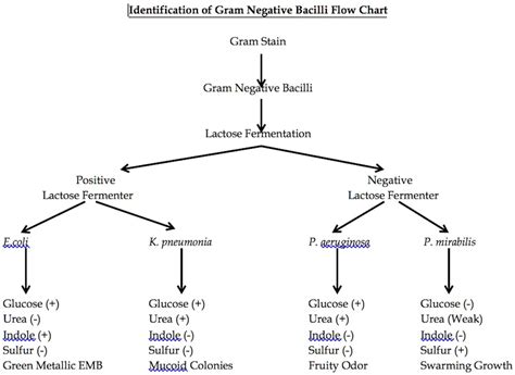 Gram Negative Bacilli Flow Chart Themeroute