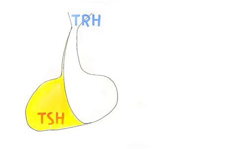 2016 Endocrine Society Guidelines Central Hypothyroidism Gt Health
